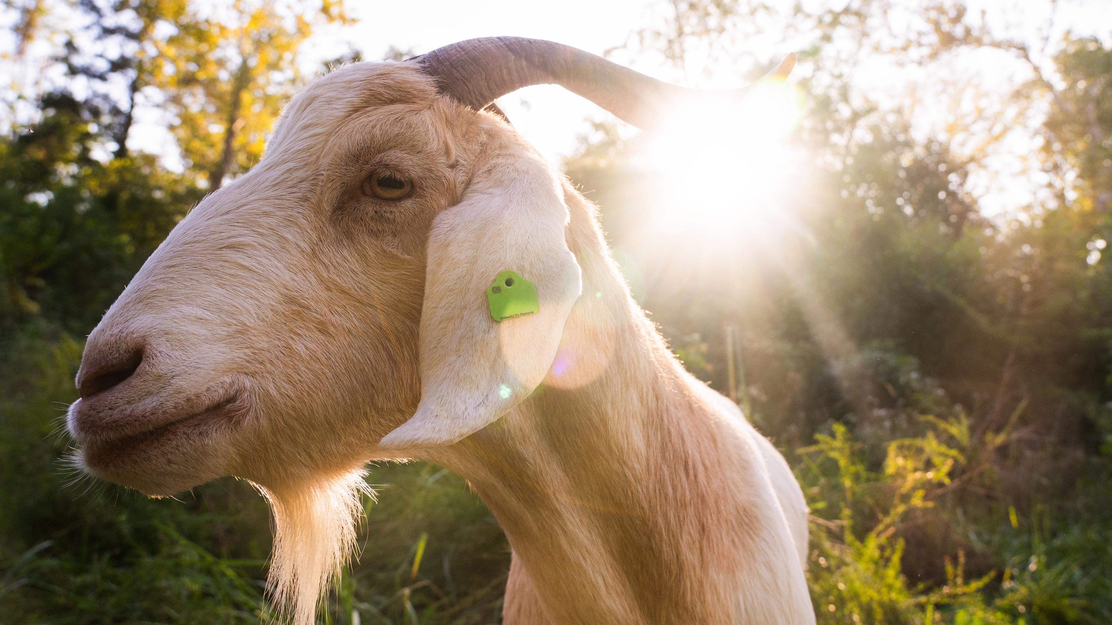 Have You ‘Herd’ the News? Goats Return to the University of Richmond to ...