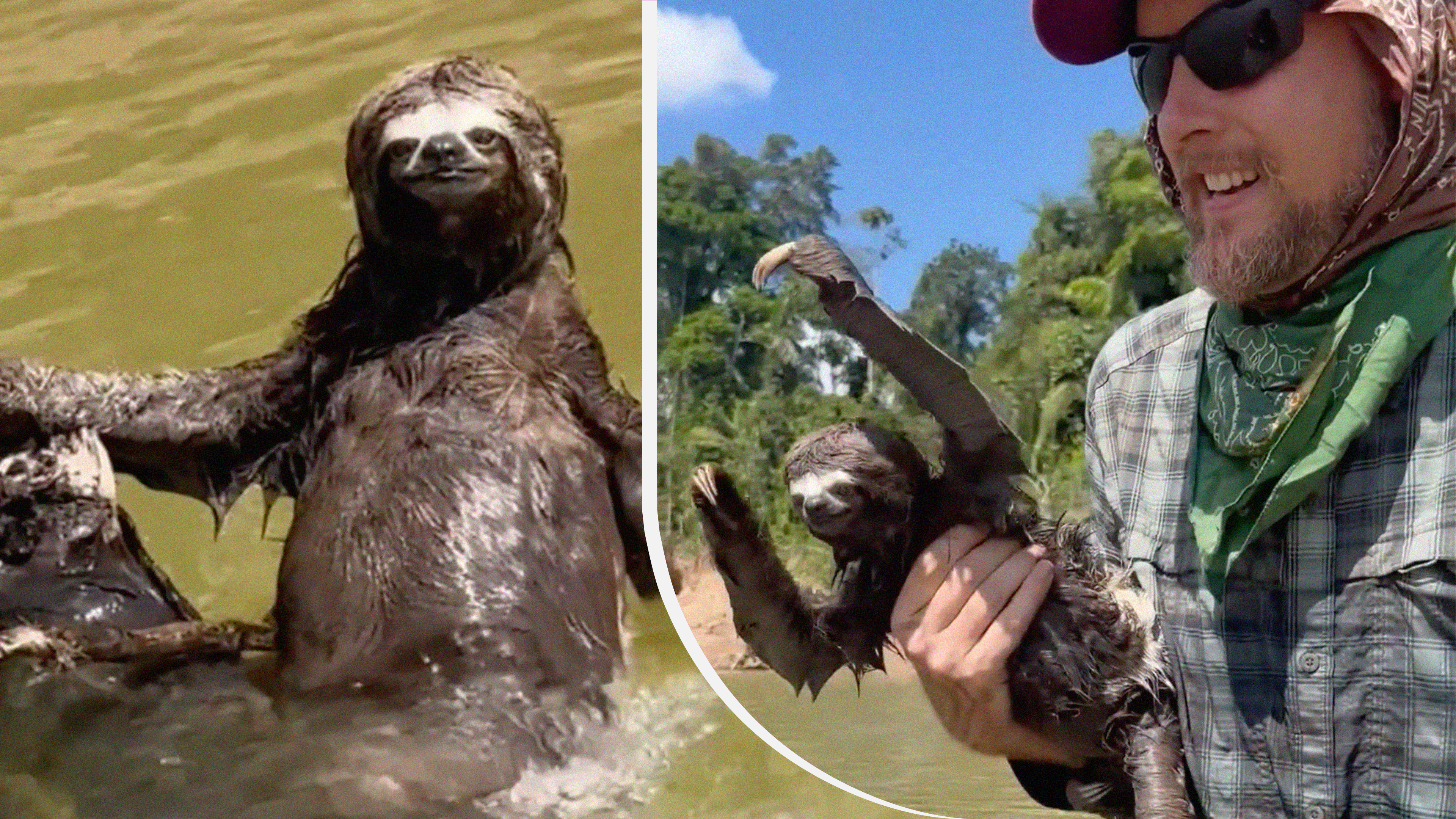 Impromptu sloth rescue highlights dangers to the rainforest - URNow ...