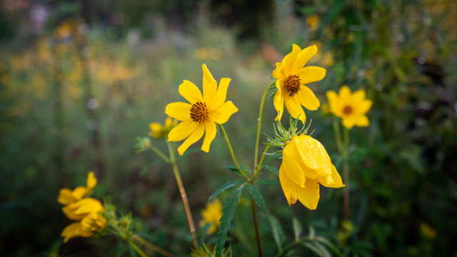 Spiders Support Recovery - Health Promotion - University of Richmond