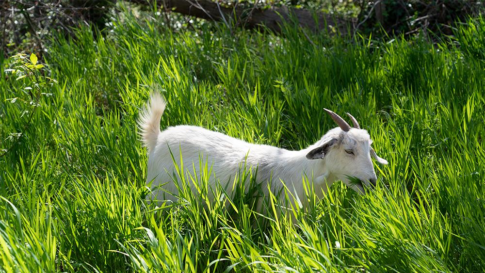 Grazing goats to launch new environmental stewardship project at the ...