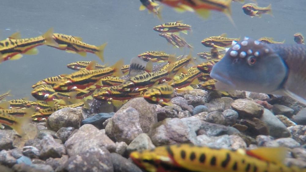 UR Biology Professor Eugene Maurakis Awarded Grant for First-of-its ...