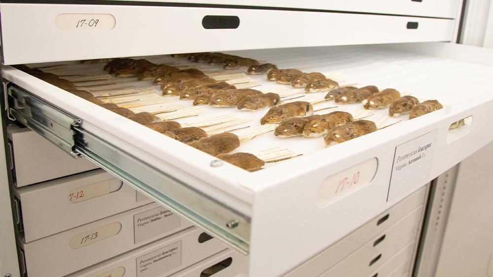 Century-Old Dead Mice May Hold Key to History of Lyme Disease - news ...