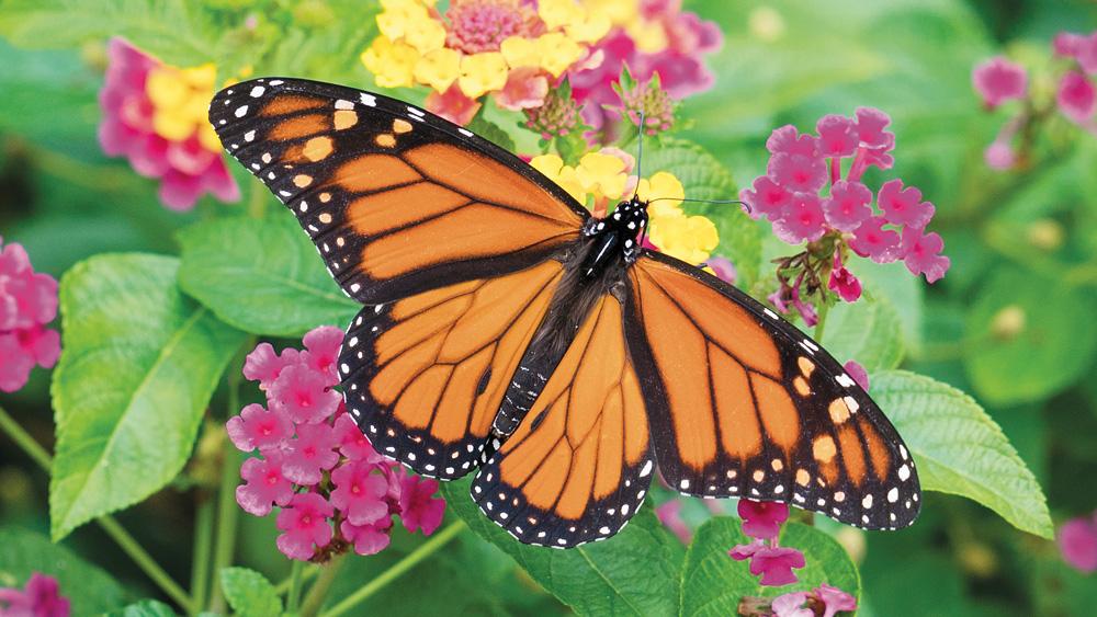 Mexico or bust - Magazine - University of Richmond