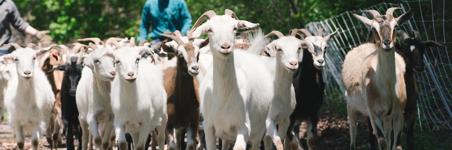 Goats - University of Richmond - Office for Sustainability